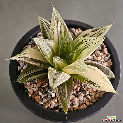 CA296)하월시아 럭키금 H. Lucky(Variegated) : 하월시아 - 엑스플랜트